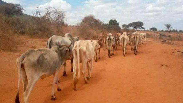 'Ani waa'ee Booranaa, bishaan Booranaa yoo kaasan imimmaantu na qaba ...