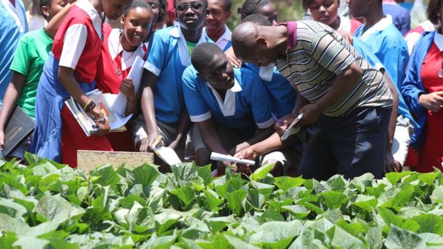 Kwa picha: Maonyesho ya kilimo Nairobi Kenya - BBC News Swahili