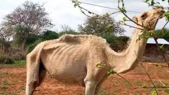 Boorana, Gujii, Harargee, Baalee … hongee Oromiyaatti hammaateen ...