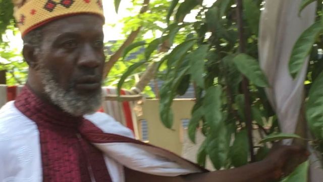 Sacred Trees: Osisi ndị dị mkpa n'Igbo oge gboo na ihe omimi so ha ...