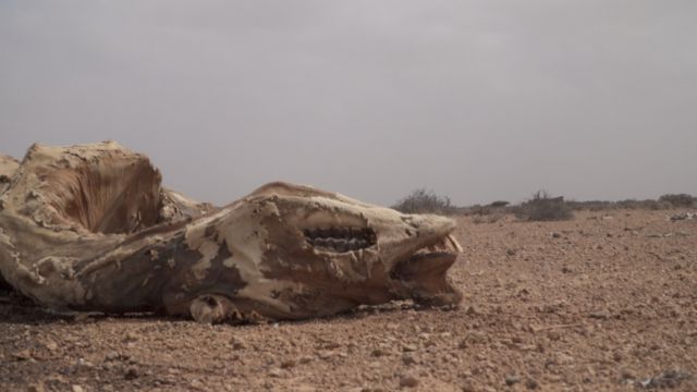 Abaarta hadda taagan mala mid noqon kartaa tii 2011-kii? - BBC News Somali