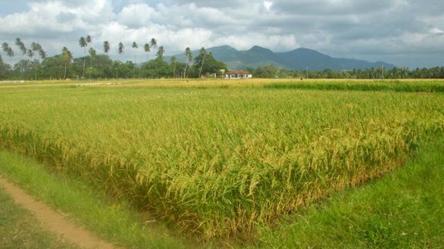 ශ්‍රී ලංකාවේ නියඟයට "ඔරොත්තු දෙන" වී වර්ගයක් ළඟදී ම - BBC News සිංහල