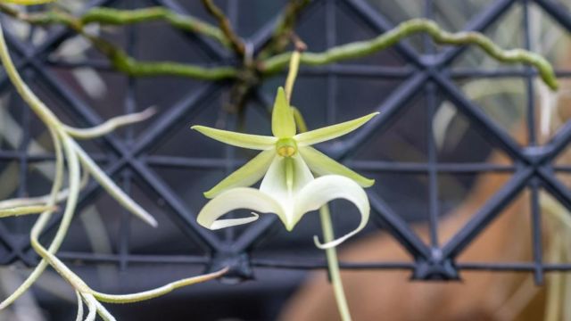 Red Asian Ghost Orchid