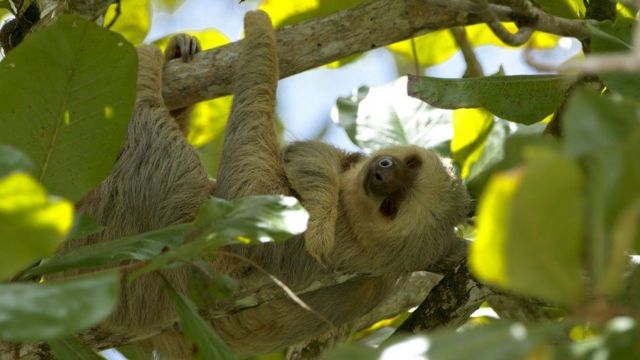 ¿Por qué los perezosos se mueven tan despacio? - BBC News Mundo