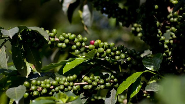 Buna: Balaa badiinsa bunaafi yaaddoo qonnaan bultootaa Itoophiyaa - BBC ...