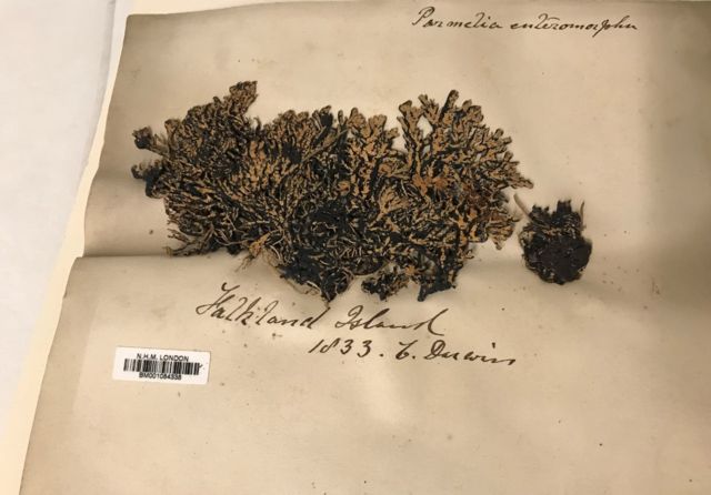 ශ්‍රී ලංකාව 'පුංචි ඇමර්සන් වනයක්' - විදු ලොවේ වාර්තා අලුත් කළ ශ්‍රී ...