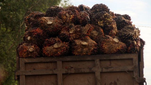 Kelapa sawit: Kemenangan orang Dayak melawan perusahaan sawit, ‘Modal ...