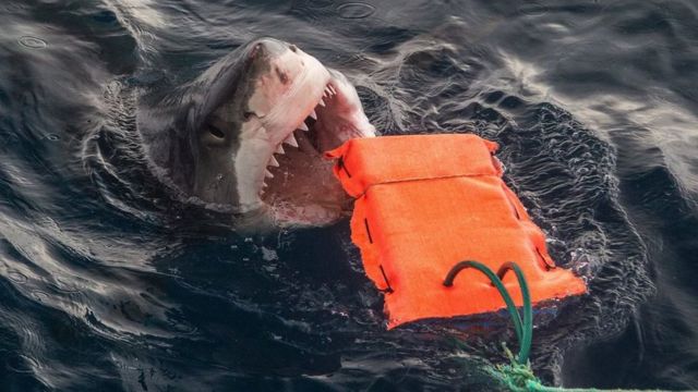 Životinje i plivanje: „Njam-njam žuta” - da li kupaći kostimi mogu da privuku ajkule - BBC News ...