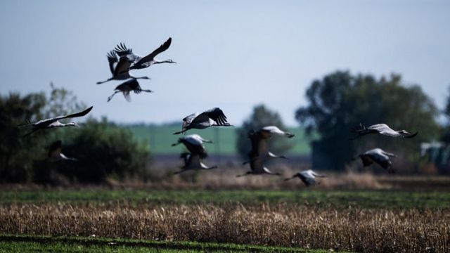 Ptičiji grip stigao na Balkan, šta treba da znate - BBC News na srpskom