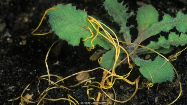 Ko kun san tsirrai na ji da gani da shakar wari ko kamshi? - BBC News Hausa