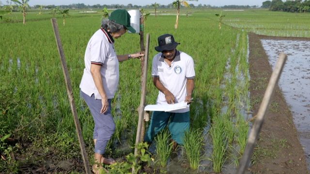 Perubahan iklim: ‘Ibu para petani’, melahirkan generasi petani-ilmuwan yang luwes menghadapi ...