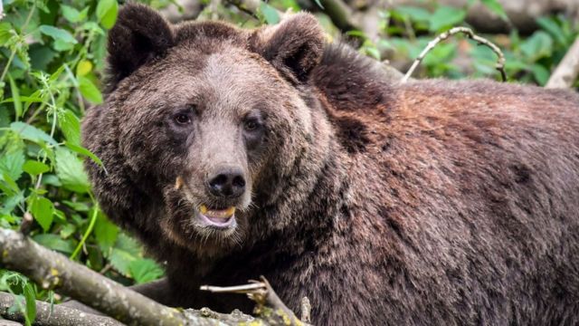 Deciduous Forest Bears