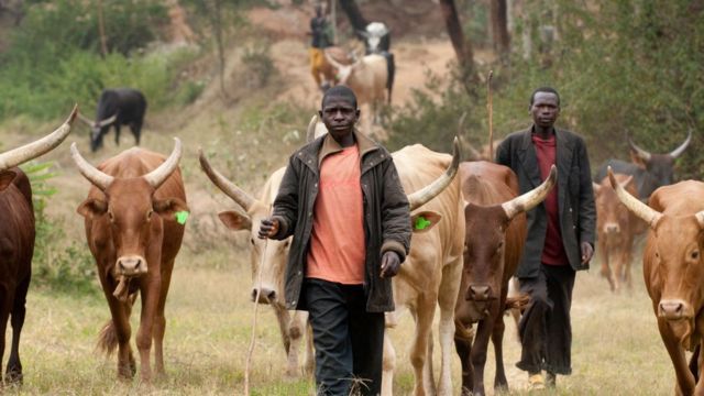 Rwanda, indwara ikomeye y'"ubuganga" yibasiye uturere dutatu - BBC News ...