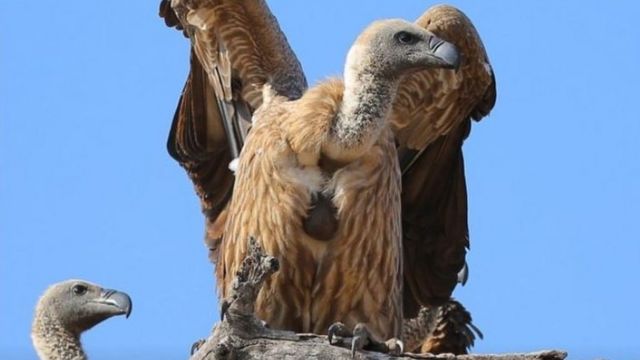 Perjuangan menyelamatkan burung nasar Afrika - BBC News Indonesia