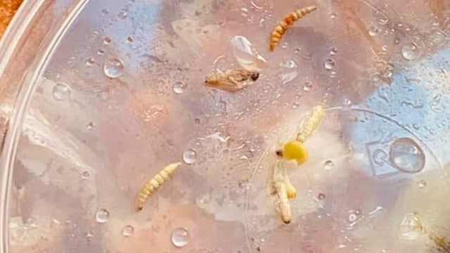 Penahanan Djokovic soroti kondisi 'mengerikan' di hotel imigrasi ...