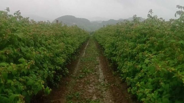 Srbija i poljoprivreda: Ima li rešenja za probleme u malinarstvu ili će ...