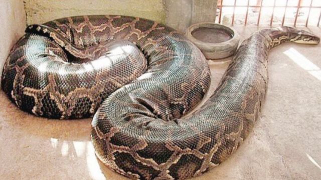 Snake Worship in Nigeria: Wo ìlú mẹ́rìn-in tó ń bọ tàbí sin ejò bí ...