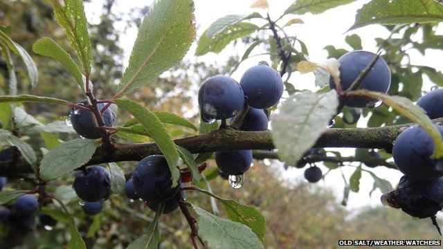 Gallery: Signs of autumn - BBC Weather