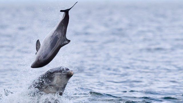 Rare attacks by dolphins on porpoises photographed - BBC News
