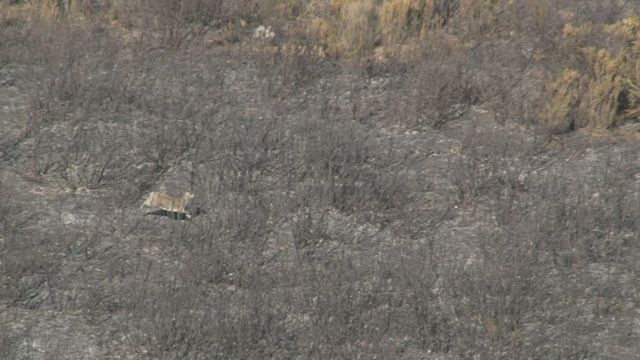 Ibidda Paarkii Garreewwan Biyyaalessaa Arsii to'achuuf maaliif hangana ...