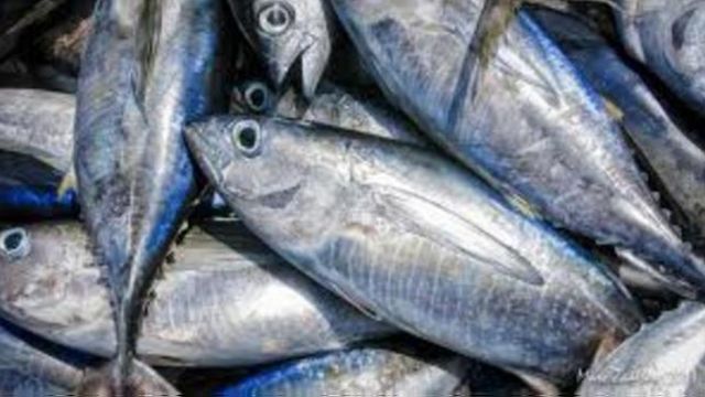 Halka ay u badan tahay in aan laga cunin cuntada badda ee Soomaaliya oo ...