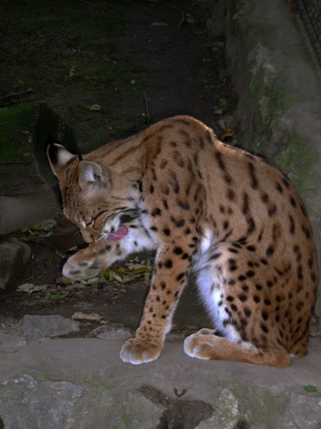 Životinje i Srbija: Koje su ugrožene i ranjive vrste i kako ih ...