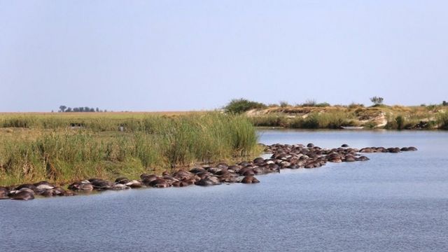 Uchunguzi wa awali unaashiria kuwa wanyama hao walikuwa wakifukuzwa na ...