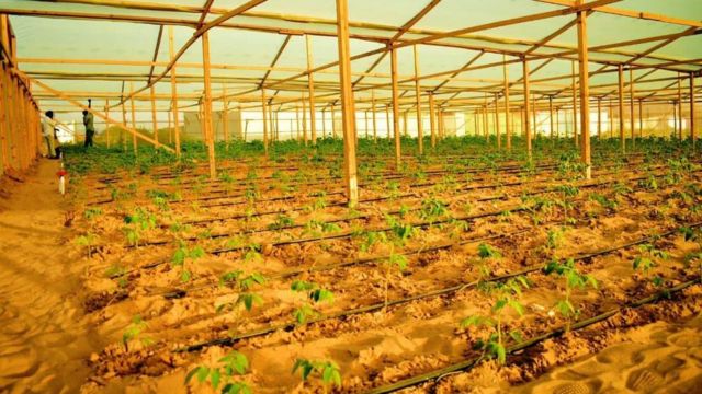 "Waxaan sameeyay barnaamij sahlaya in qofka uu maalgashan karo ...