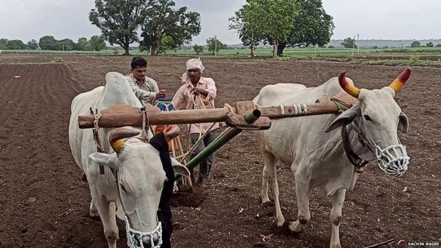 पेरणी कधी करावी? पेरणीची योग्य वेळ कोणती? - BBC News मराठी