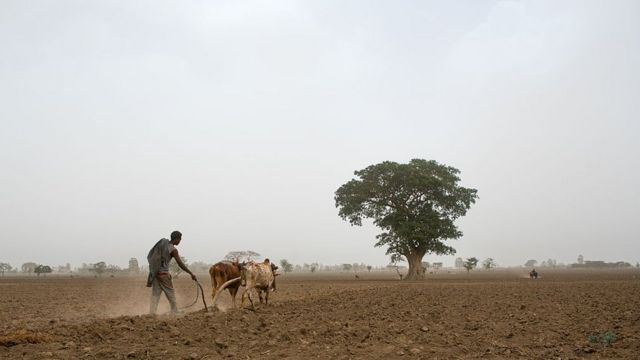 Ashaaraa Magariisa : Itoophiyaan duula biqiltuu dhaabuu marsaa ...