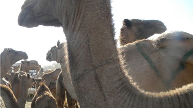 Sumadda xoolaha Soomaalida: Ururin xog iyo faallayn - BBC News Somali