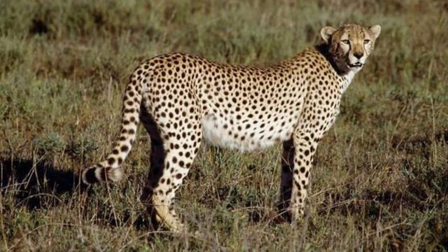 Duma wanne kila mwezi hutoroshwa Ethiopia - BBC News Swahili