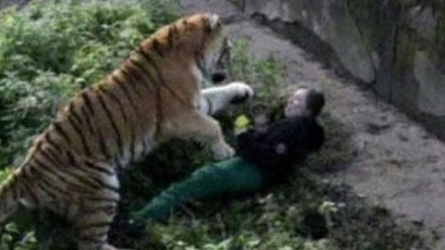 See as tiger bite dis zoo worker for Russia - BBC News Pidgin