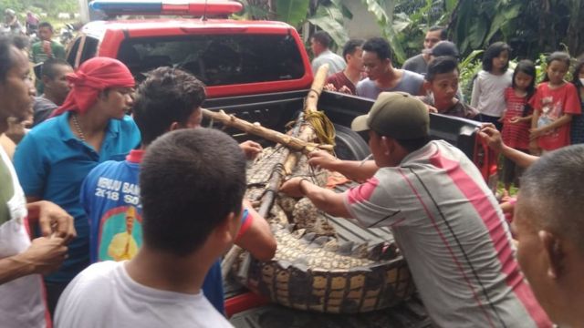Konflik buaya dan manusia di Indonesia terparah di dunia, ratusan orang kehilangan nyawa ...