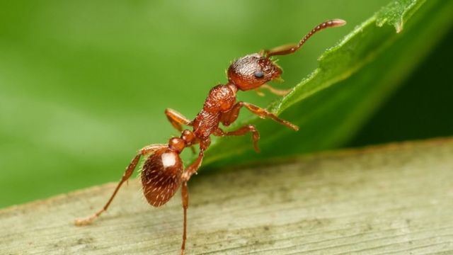 கொரோனாவை ஒழிக்க சிவப்பு எறும்பு சட்னி கட்டாயமாக்கக் கோரி உச்ச ...