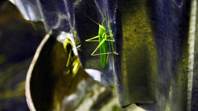 Hrana i insekti: Da li skakavci mogu da zamene govedinu - BBC News na ...