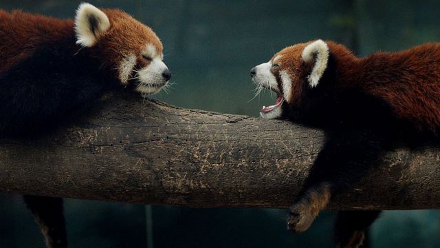 La inusual aparición en la nieve de dos cachorros de panda rojo en un ...