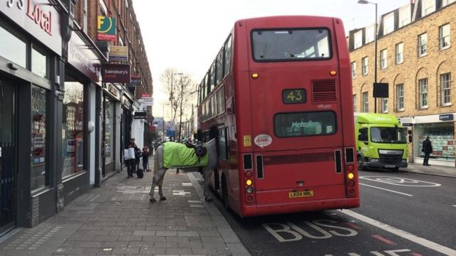 В Лондоне лошадь попыталась сесть в автобус - BBC News Русская служба