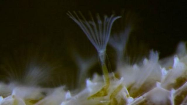 Yadda dubura ta samo asali - BBC News Hausa