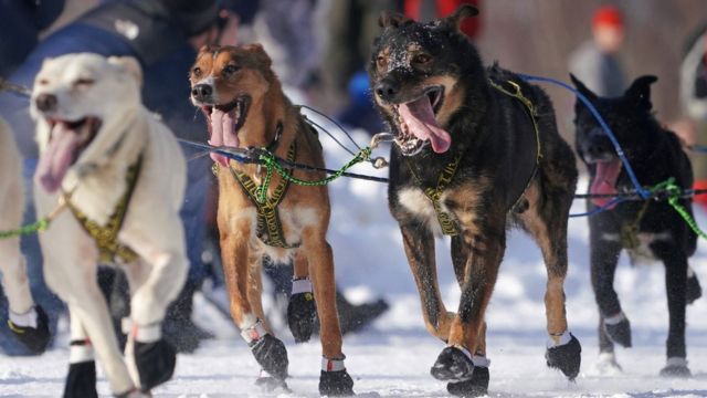 Isiganwa ry'imbwa ku rubura rw'i Alaska muri Amerika - BBC News Gahuza