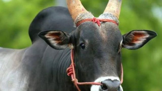 ஜல்லிக்கட்டு போராட்டத்தை தள்ளி வைக்க கார்த்திகேய சேனாபதி கோரிக்கை - BBC ...