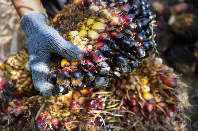 Kelapa sawit, ancaman perang dagang RI-Uni Eropa dan enam hal lainnya - BBC News Indonesia