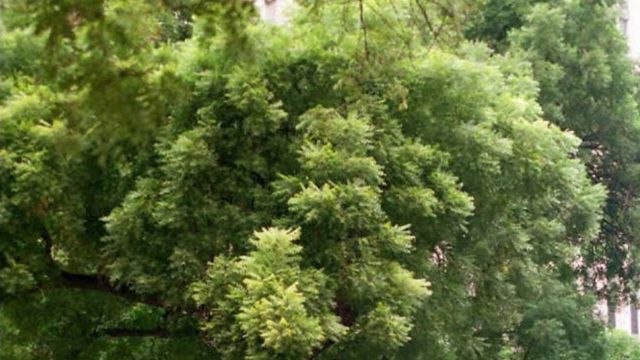 World Malaria Day 2018: Pawpaw leaf and oda local medicine wey fit ...