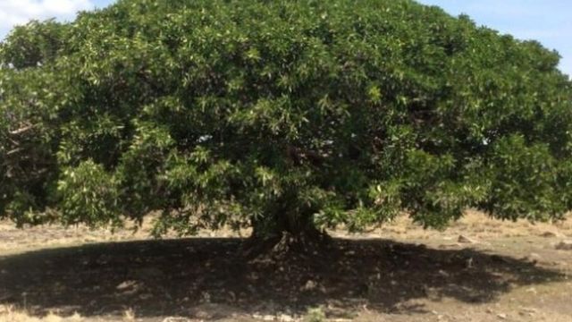 Nama biqiltuu Odaa kuma 30 kunuunsan: Zinaabuu Taakkale - BBC News ...