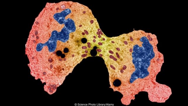 As teorias para o surgimento das primeiras células - e da vida na Terra ...