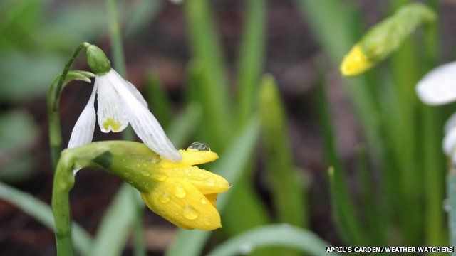 Weather Watchers stories: Gardeners - BBC Weather
