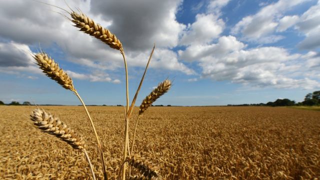 Los cultivos que están acabando con las aguas subterráneas del planeta ...