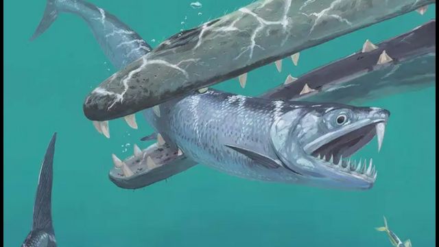 ฟอสซิล 55 ล้านปีชี้ปลากะตักโบราณตัวยาวถึงหนึ่งเมตร มีเขี้ยวดาบไว้ล่าปลา ...