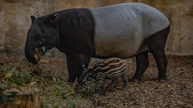 Malayan Tapir Mother And Baby