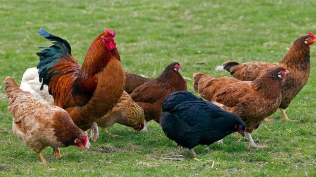 Russia: habonetse abantu ba mbere banduye umugera H5N8 w’akamangu k ...